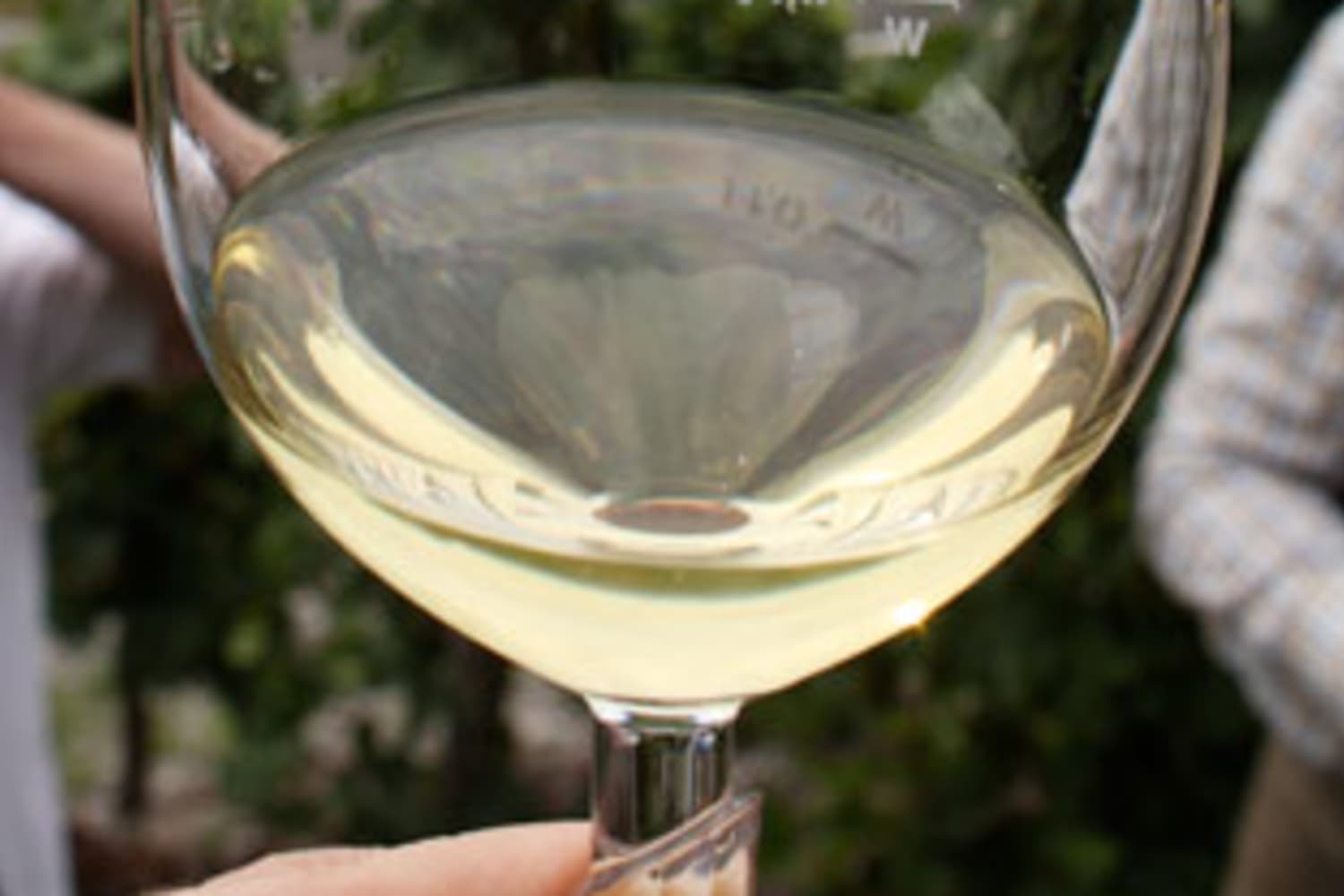 white wine primary fermentation