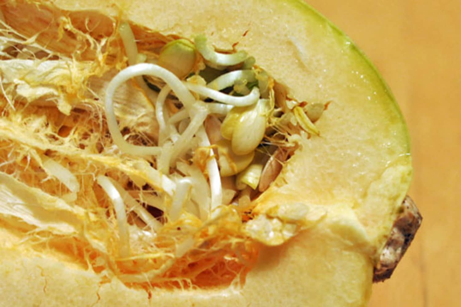 pumpkin seed sprouting inside pumpkin