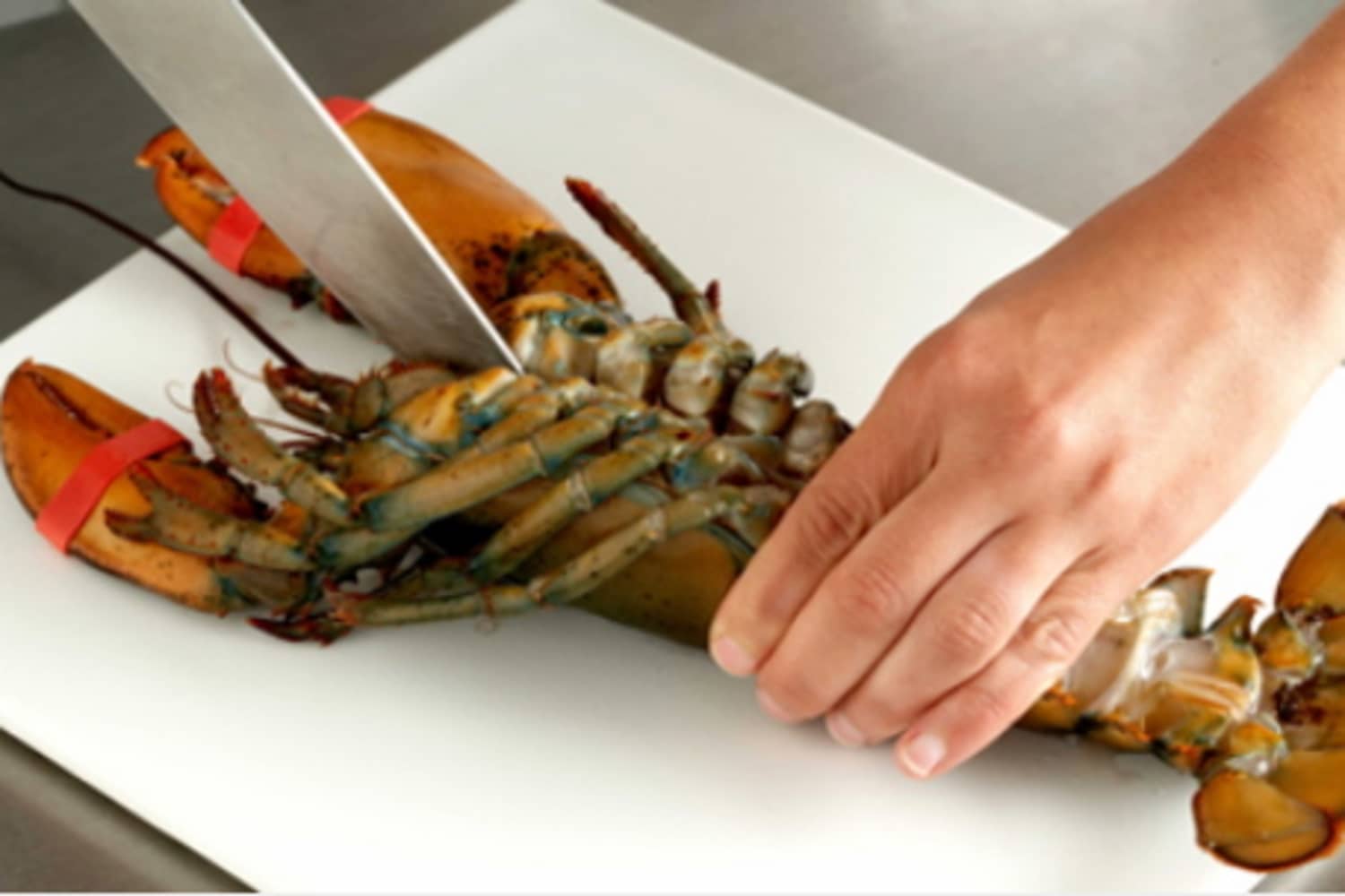 how to cook live lobster humanely