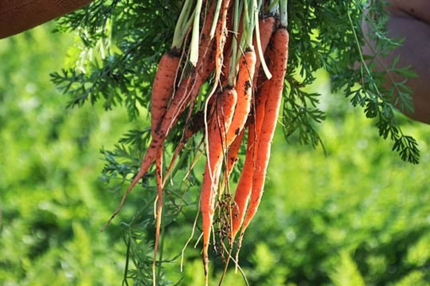 tree carrot