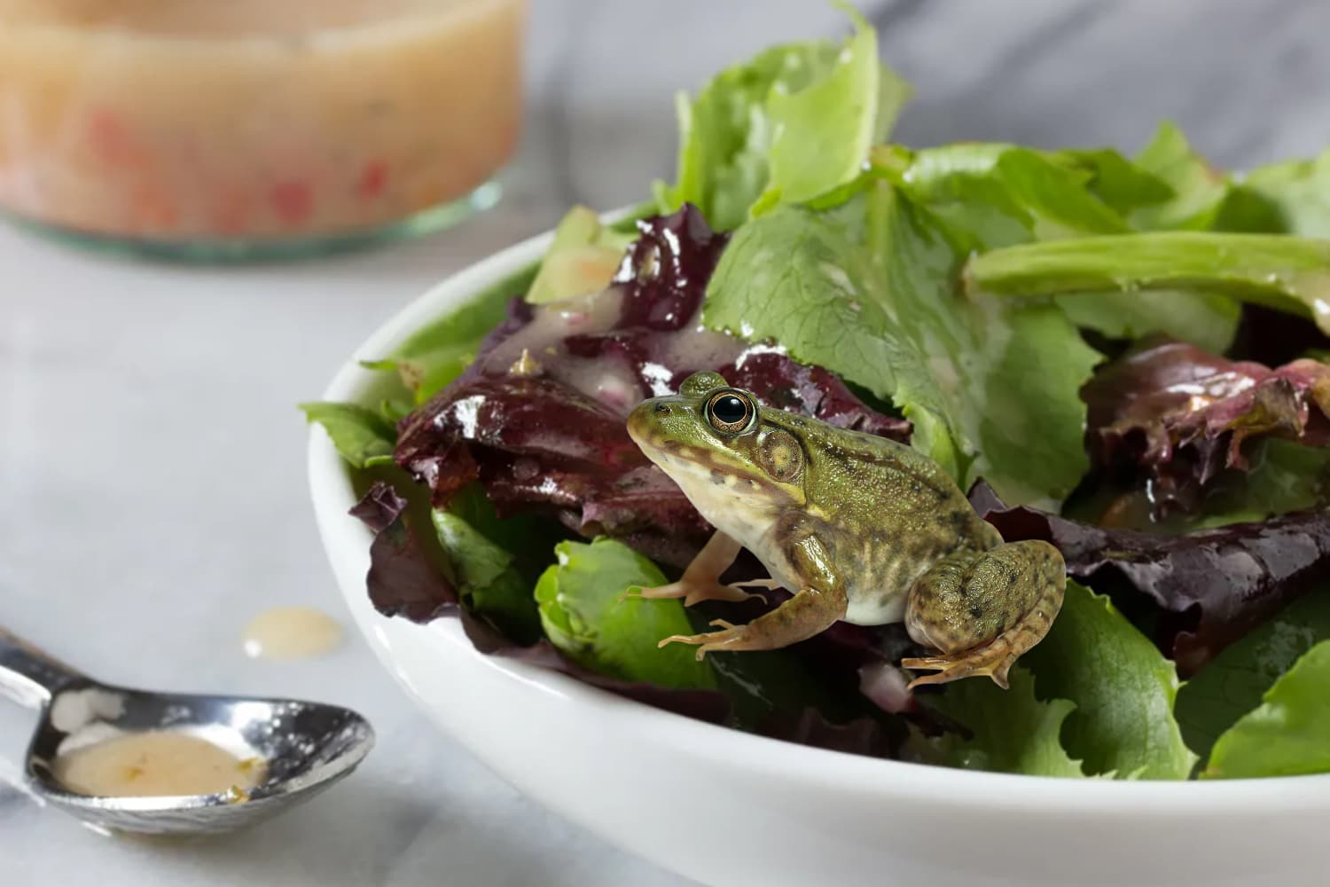 Live Frog Found in Organic Salad Greens in Wisconsin | The Kitchn