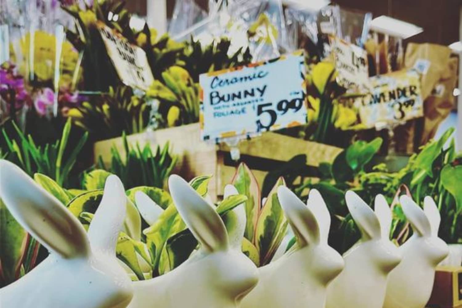Trader Joes Bunny Planter