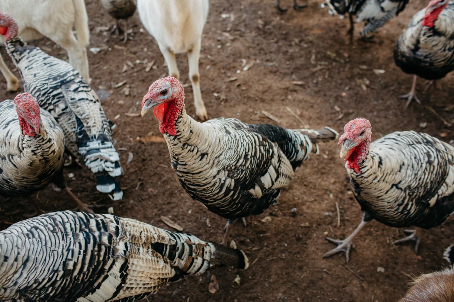 Why Your Thanksgiving Turkey Might Look a Little Smaller This Year ...