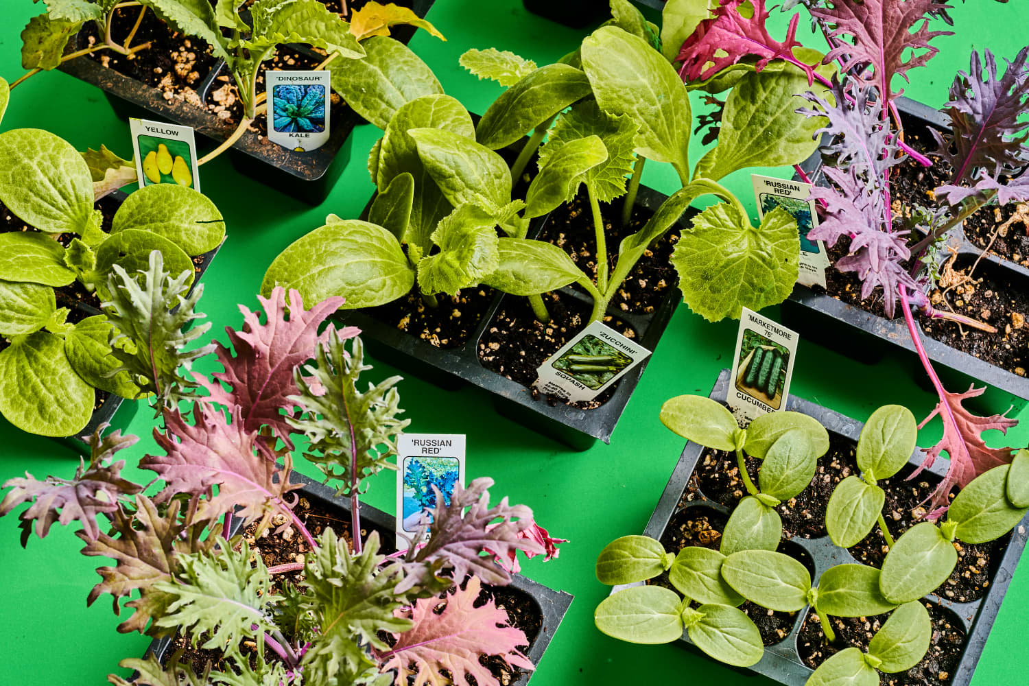 Growing Zucchini - Container Gardening | The Kitchn