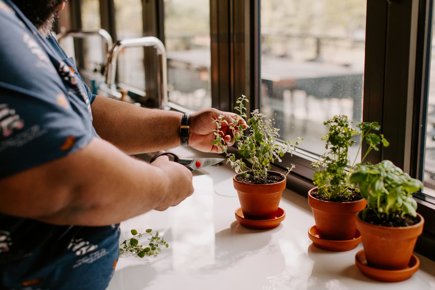 Bloomscape Edible Garden Collection | The Kitchn