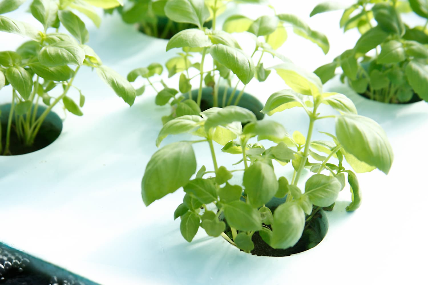 growing mint hydroponically