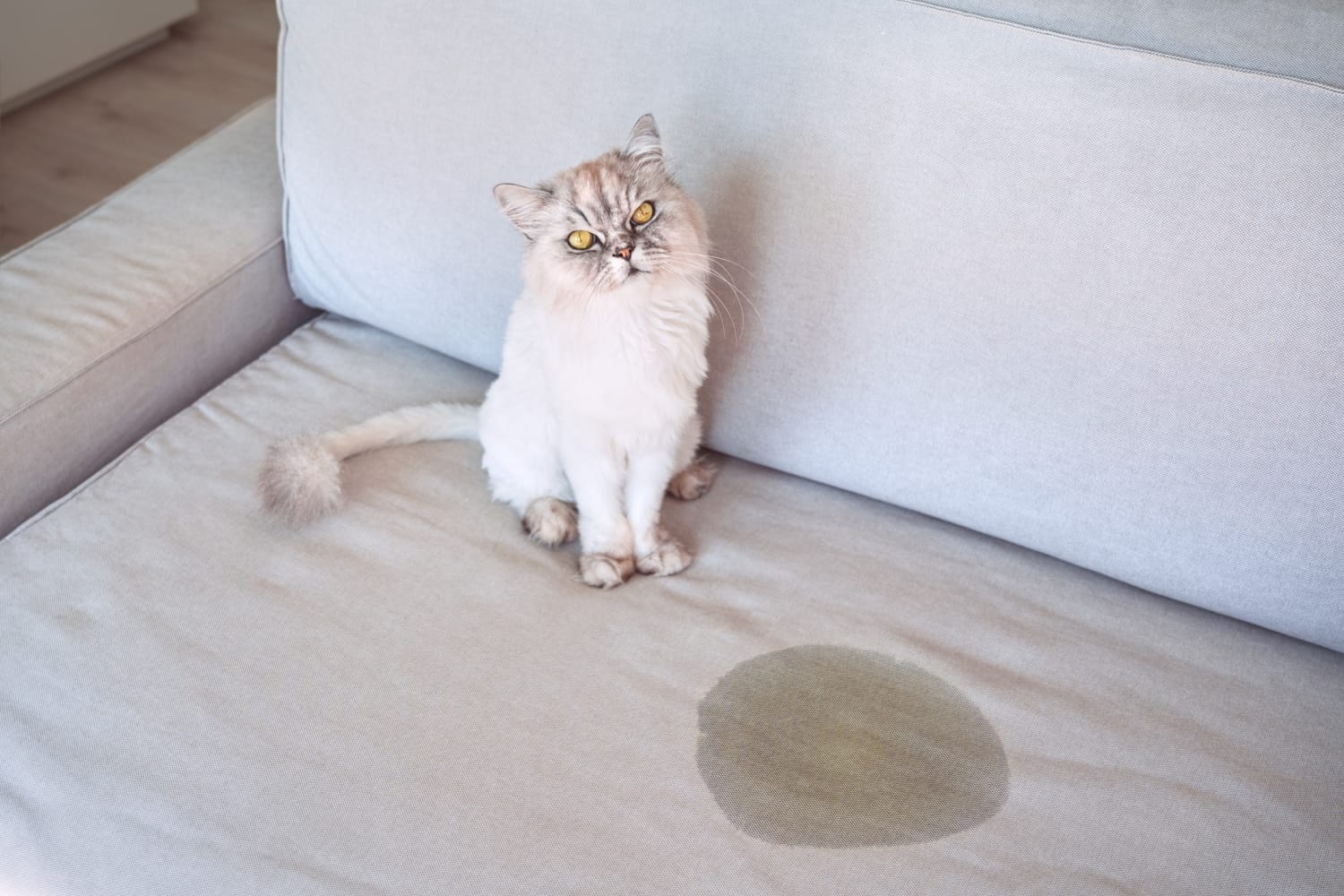 The Best Cleaning Tips for Pet Stains, Messes, and Smells | Apartment ...