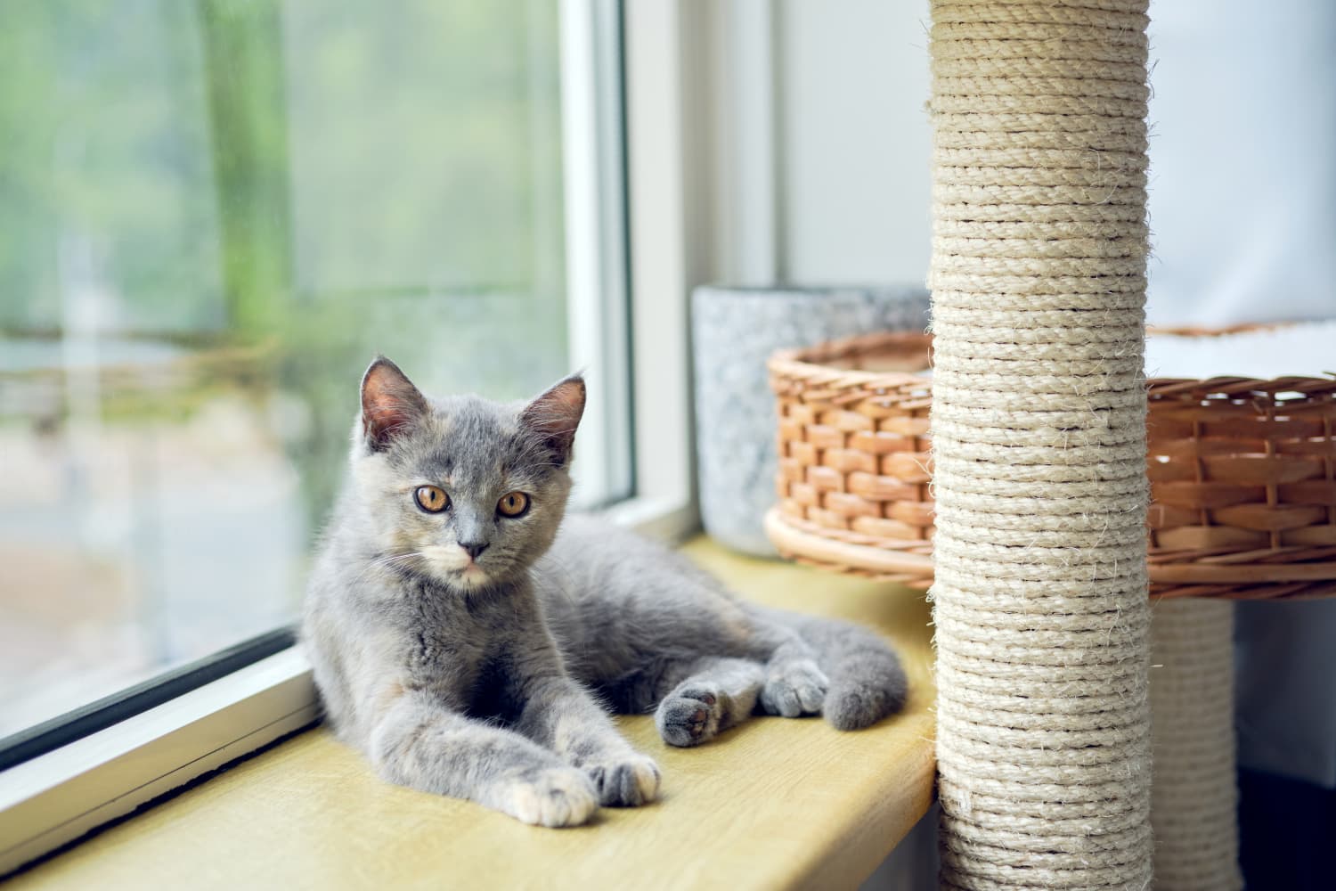 Veterinarian Tips for Bringing a New Pet Into a Home With Kids | Cubby