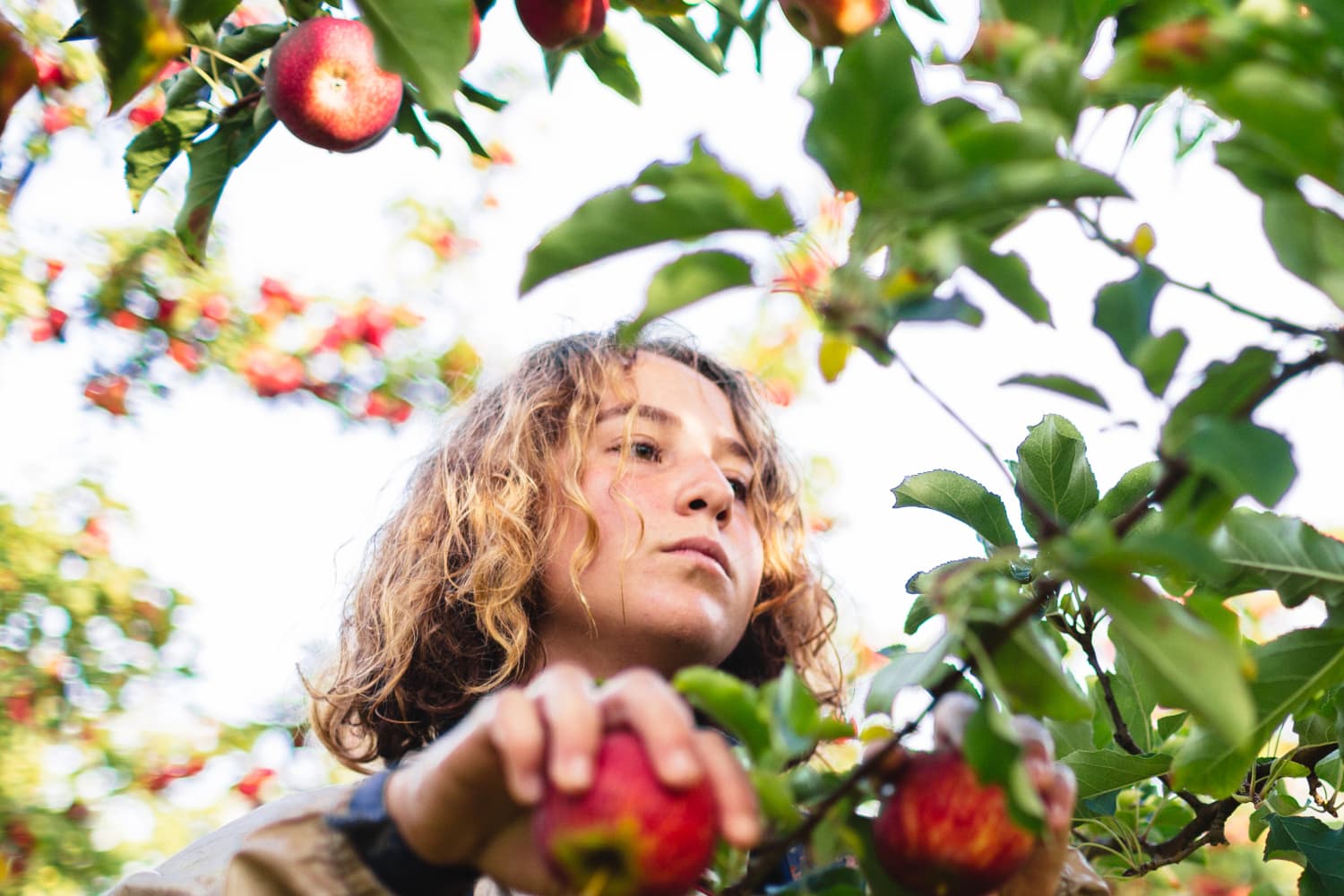 15 of the Best Apple Orchards in New York — Best Apple Picking Orchards ...