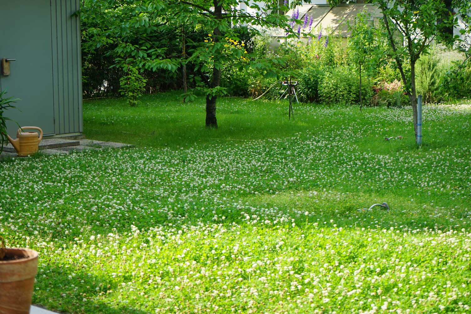Clover Lawn Pros & Cons and How to Plant One Yourself | Apartment Therapy