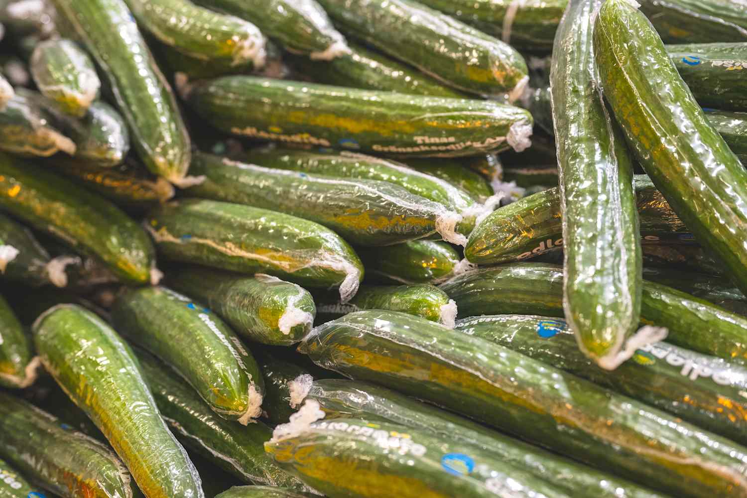 The Real Reason Why You See English Cucumbers Shrink-Wrapped in Plastic ...