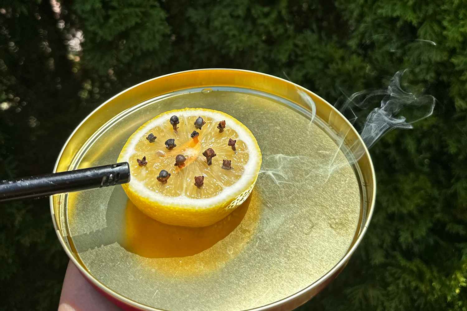 I Just Learned About This Natural $2 Mosquito Repellent (That Works ...