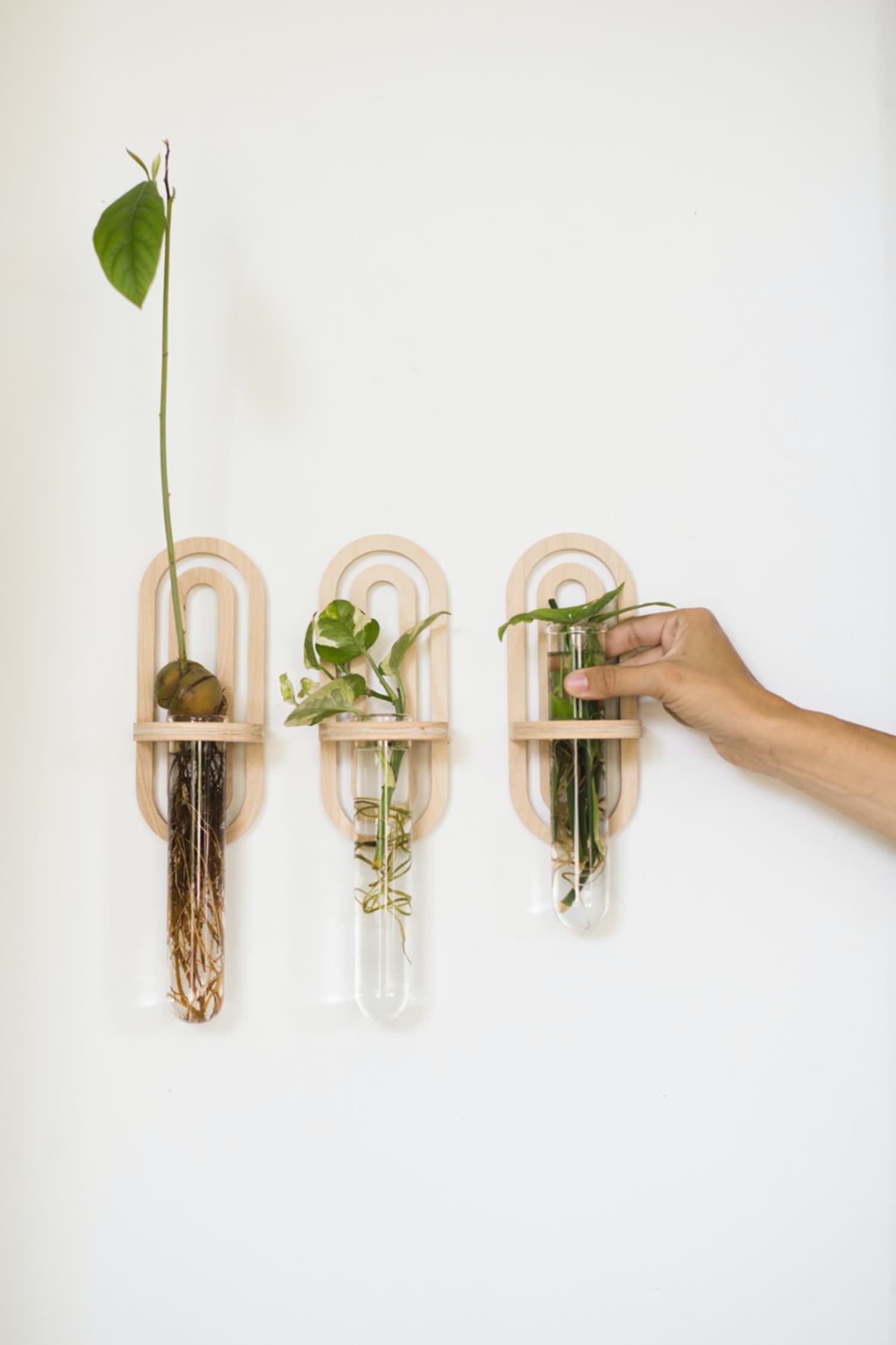 DIY Plant Propagation Stations | Apartment Therapy