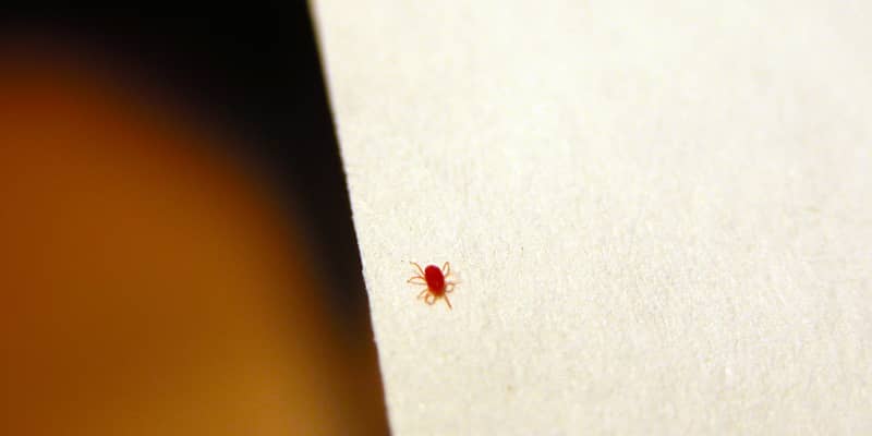 skinny tiny red bug
