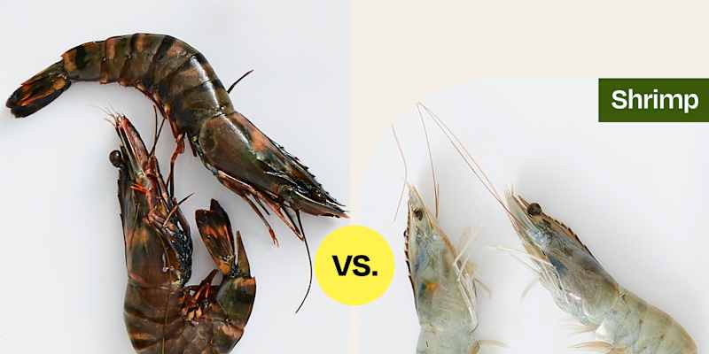 krill shrimp prawn difference
