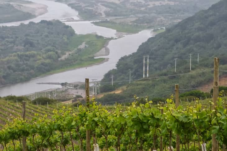 Cool Climate Wines from Viña Leyda: A Dynamic Pioneering Wine Producer ...
