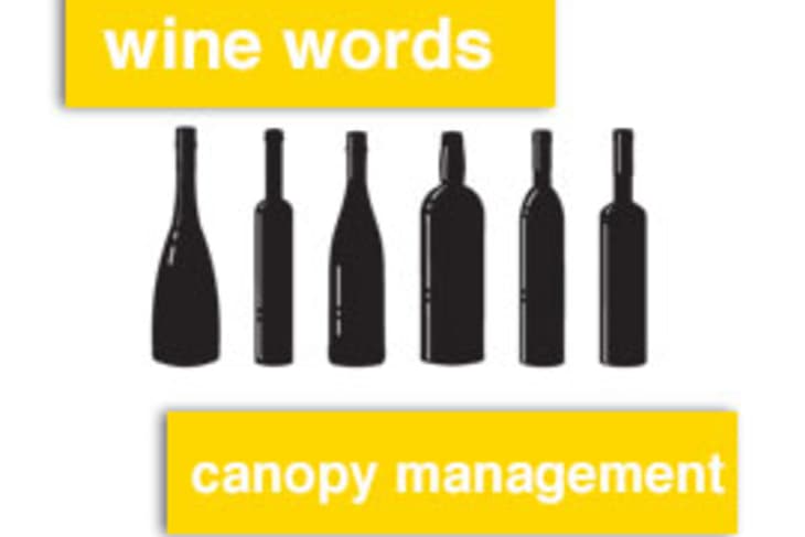 Wine Words: Canopy Management | The Kitchn