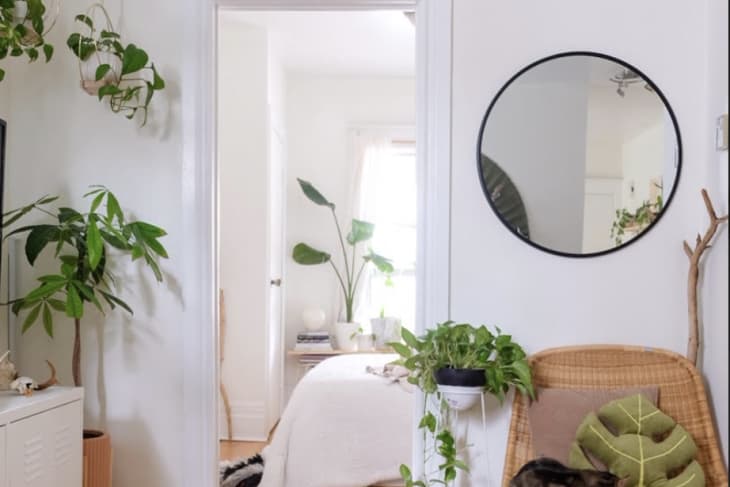 How to Keep Houseplants from Looking Cluttered | The Kitchn