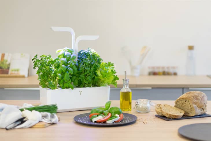 How to Successfully Grow Fresh Herbs Indoors — That You’ll Actually Use ...