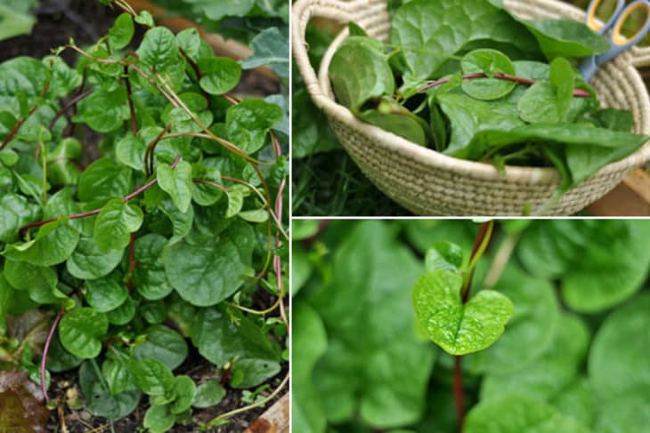 What Is Malabar Spinach The Kitchn