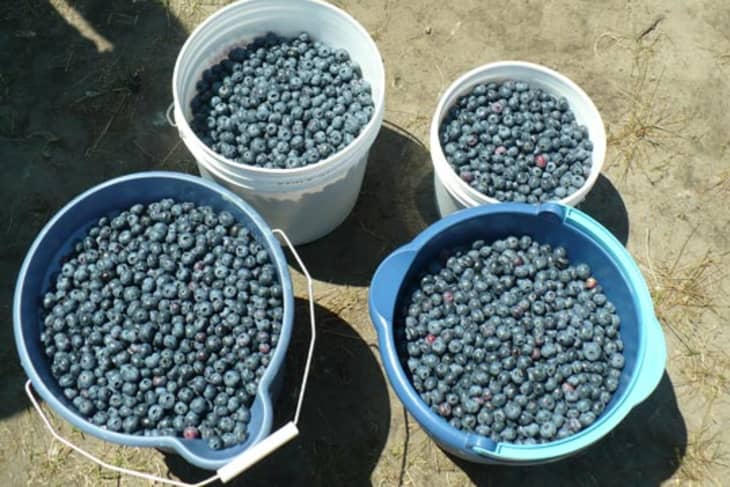 8 Tips for Blueberry Picking | The Kitchn