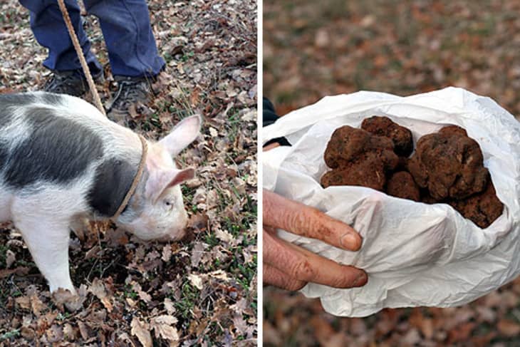 What Is a Truffle? Here's What You Should Know | The Kitchn