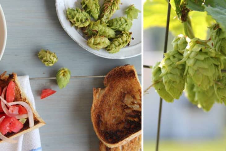 Not Just For Beer: Cooking With Hops | The Kitchn