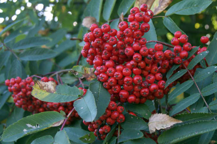 Ingredient Spotlight: Rowan Berries | The Kitchn