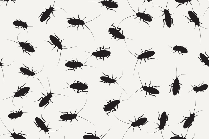 5 Things to Know About Palmetto Bugs | The Kitchn