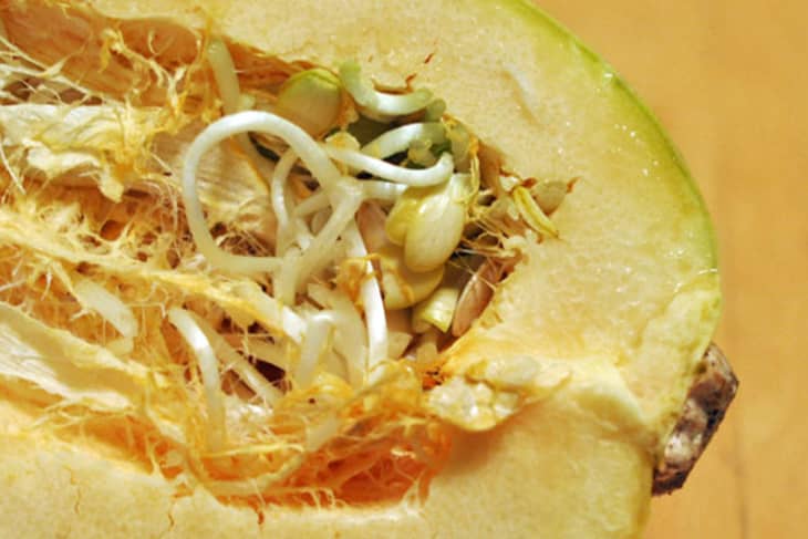 Sprouted Spaghetti Squash: Is It OK To Eat? | The Kitchn