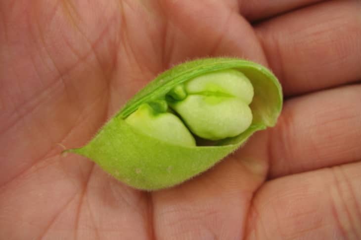 Seasonal Spotlight: Fresh Garbanzo Beans | The Kitchn