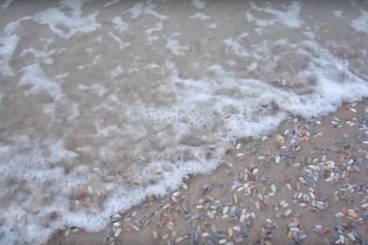 This Video of Clams Emerging from the Ocean Is Truly Horrifying | The ...