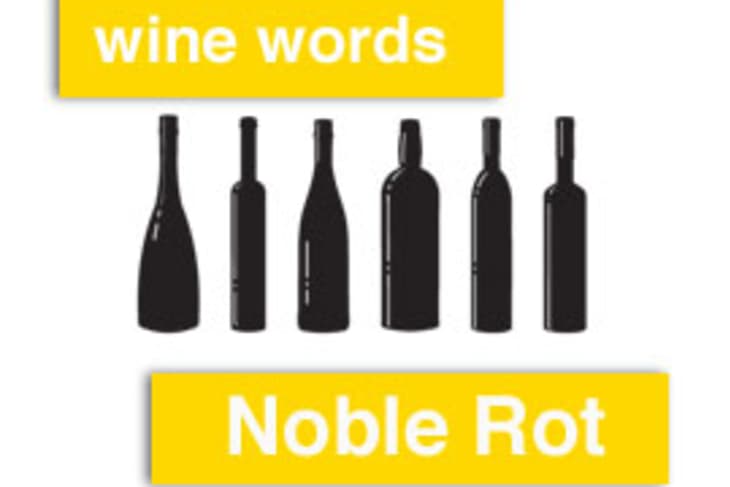 Wine Words: Noble Rot | The Kitchn