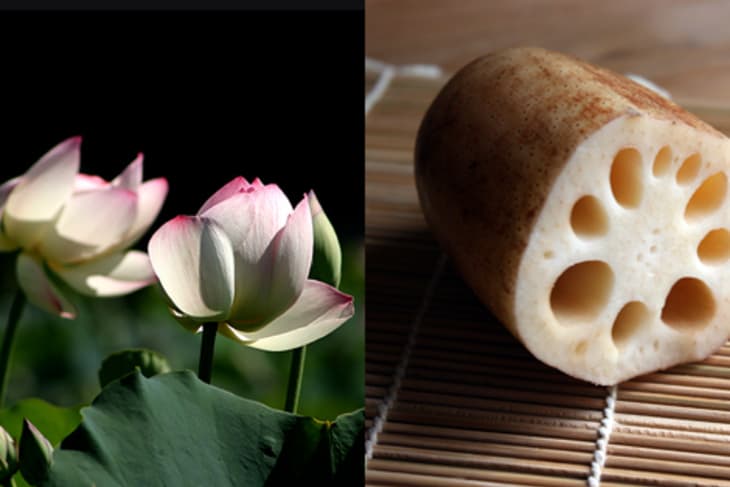 Ingredient Spotlight: Lotus Root | The Kitchn
