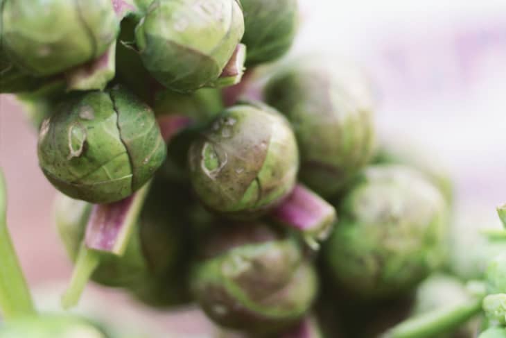 Food Science: Vegetables That Are Even Better After a Frost! | The Kitchn