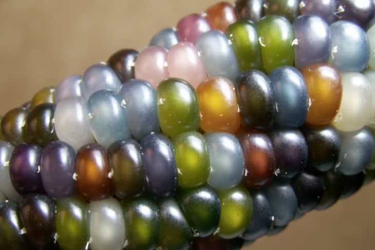 This Is the Most Gorgeous Corn on the Cob You’ll Ever See | The Kitchn