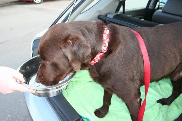 Tips for Feeding Pets on a Road Trip | The Kitchn
