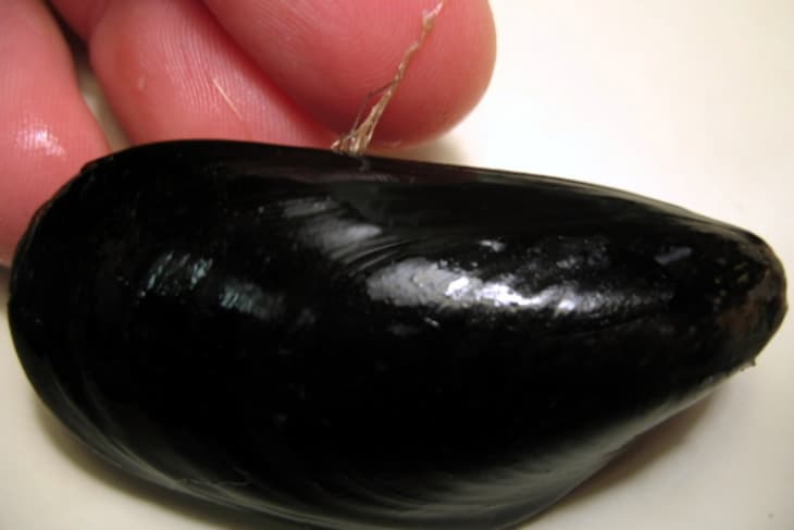 How To Clean and Debeard Mussels | The Kitchn