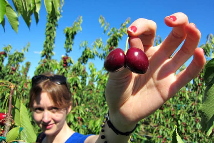10 Ways to Preserve Cherries | The Kitchn