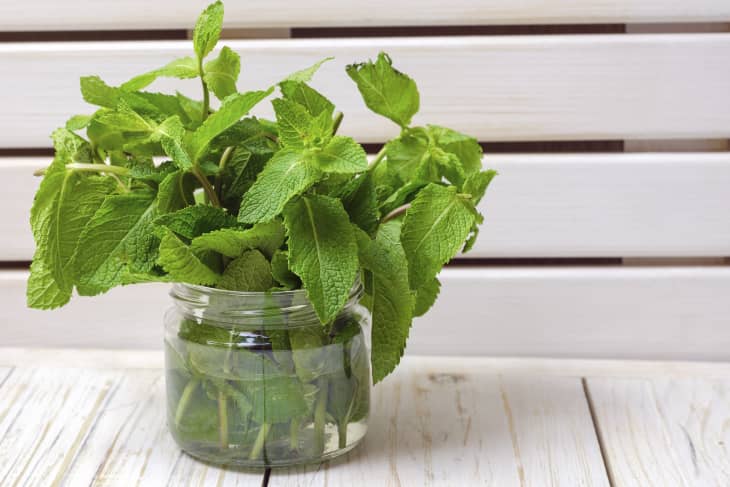 How to Store Mint So It Stays Fresh for Weeks (3 Ways!) | The Kitchn
