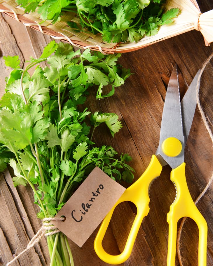 Here Are the Best Ways to Store Cilantro for Weeks At a Time | The Kitchn