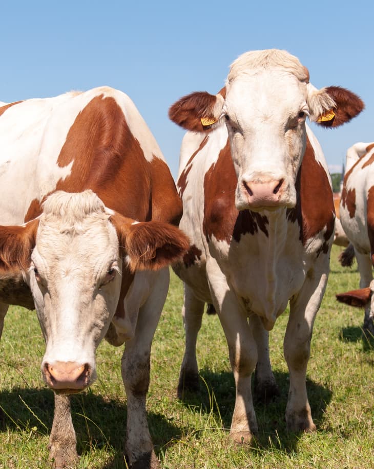 Every Wheel of Comté Cheese Starts Here: The Cows of Jura, France | The ...