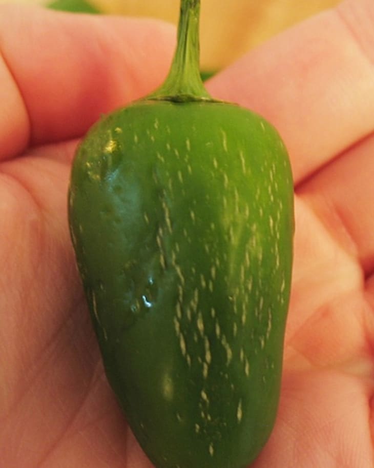 Last Garden Update: Corking Chili Peppers | The Kitchn