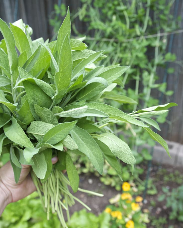 How to Grow Sage (Planting, Harvesting, Troubleshooting) | The Kitchn