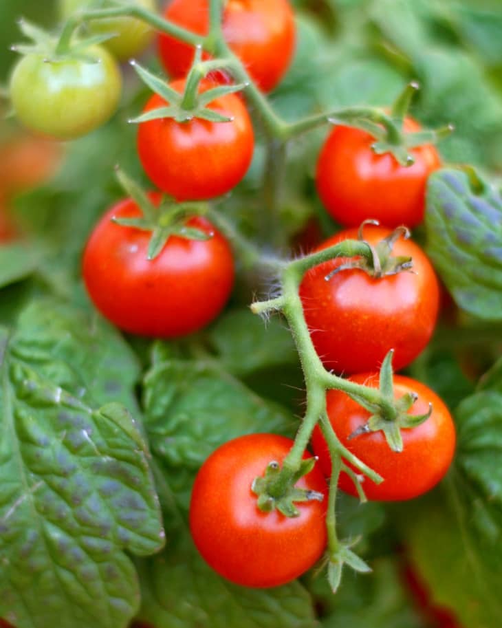 nightshade plant tomato