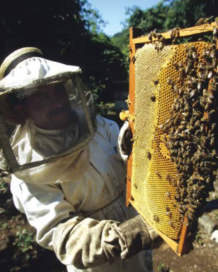 Fair Trade: Honey | The Kitchn
