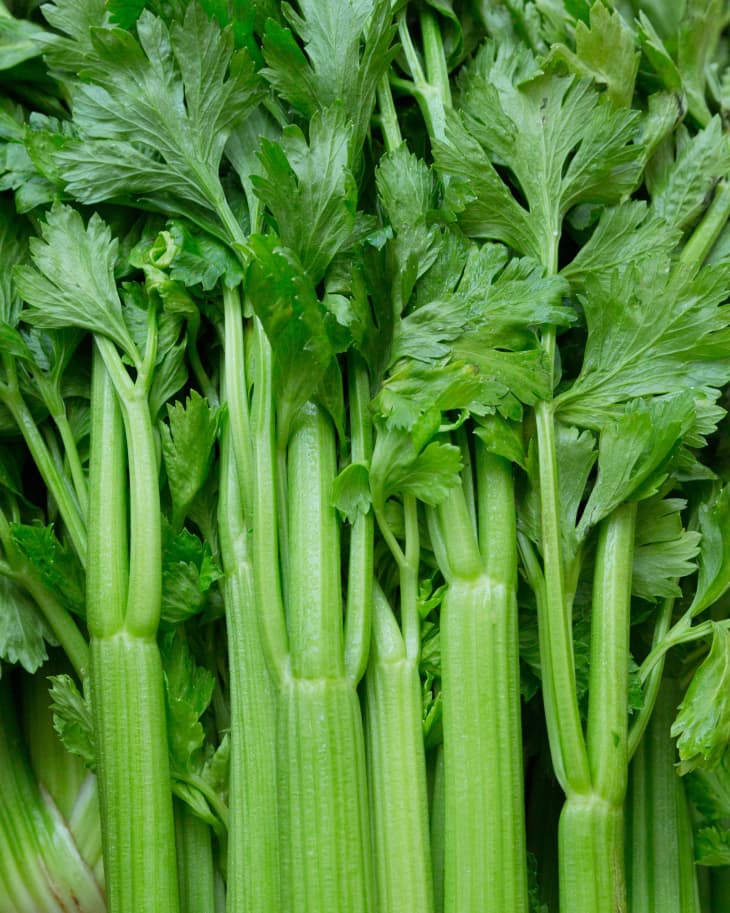 Re-Growing Celery: Grow a New Bunch Indoors or Outdoors | The Kitchn