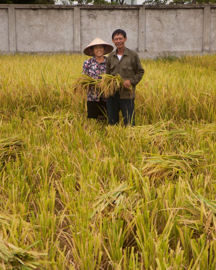 How Rice Is Grown in Bac Ninh Province, Vietnam | The Kitchn