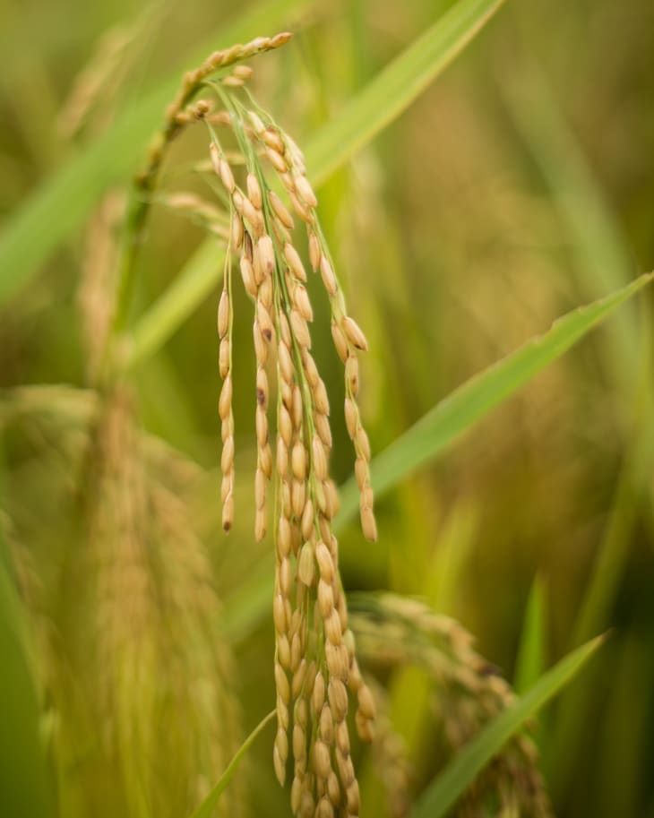 6 Things You Probably Didn’t Know About Rice | The Kitchn