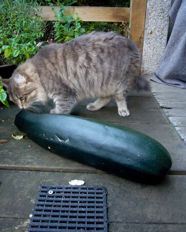 Monster Zucchini — One More Time When Bigger Is Not Necessarily Better ...